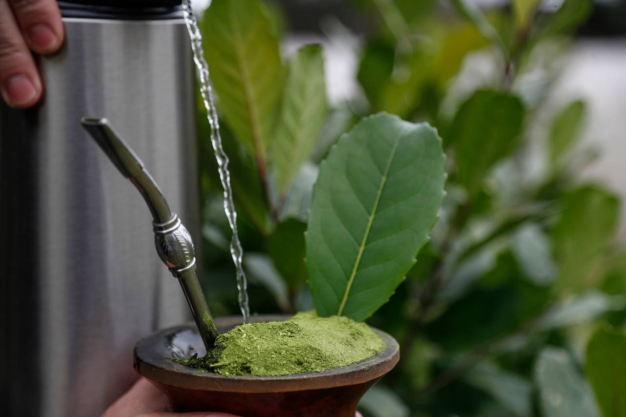 Pesquisa revela que frutos da erva-mate descartados no chimarrão têm ...